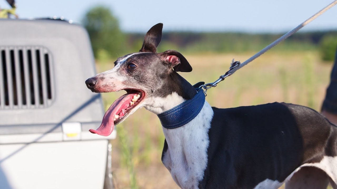 Witness the Incredible Skills of Whippets in Sports and Competitions ...