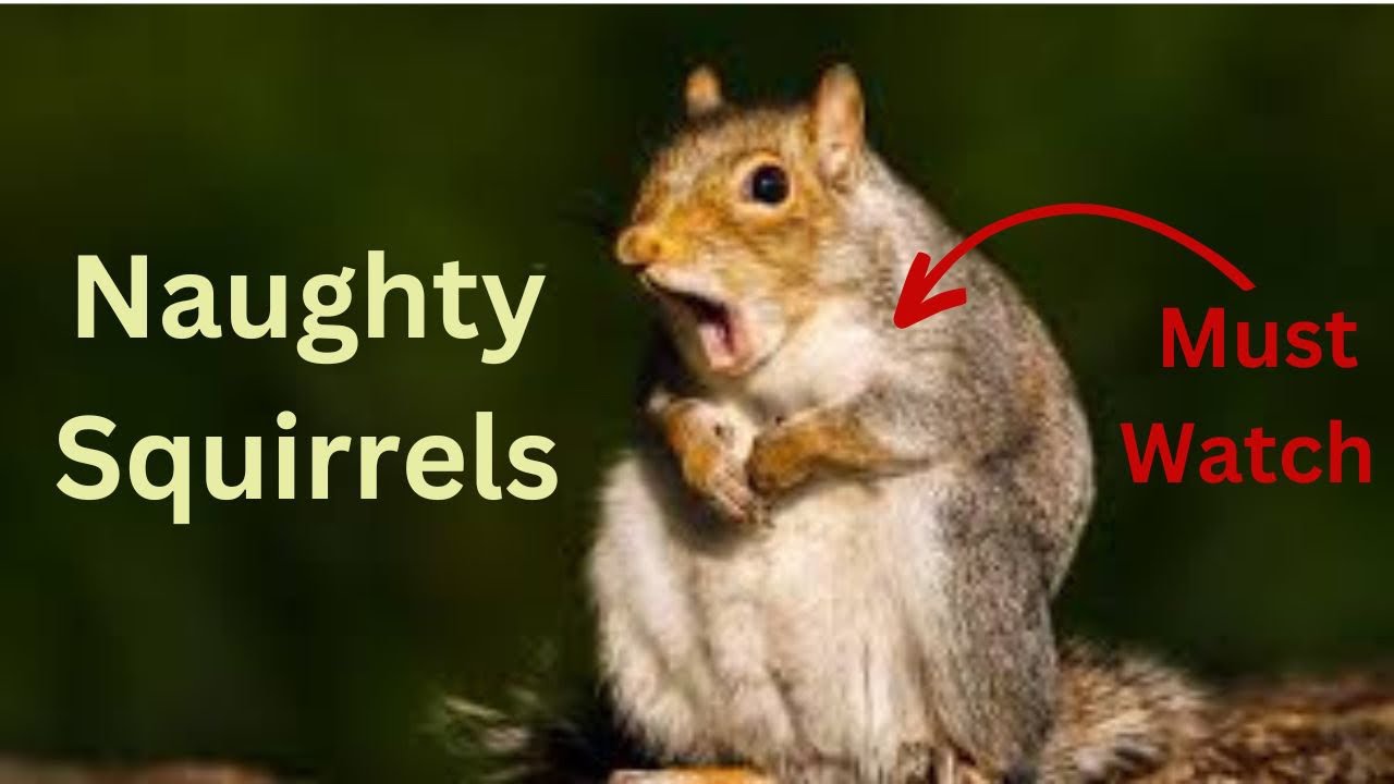Naught Squirrels chewing & dancing - YouTube
