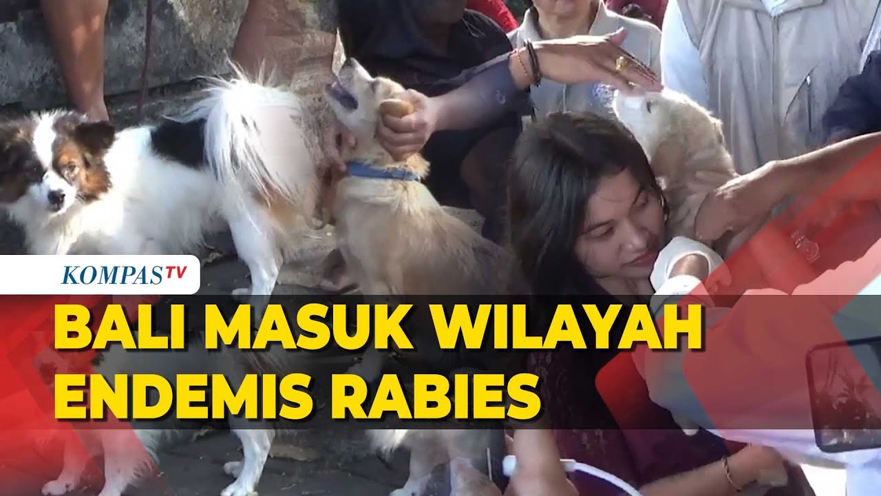 Bali Masuk Wilayah Endemis Rabies, Pemerintah Terus Gelar Vaksinasi ...