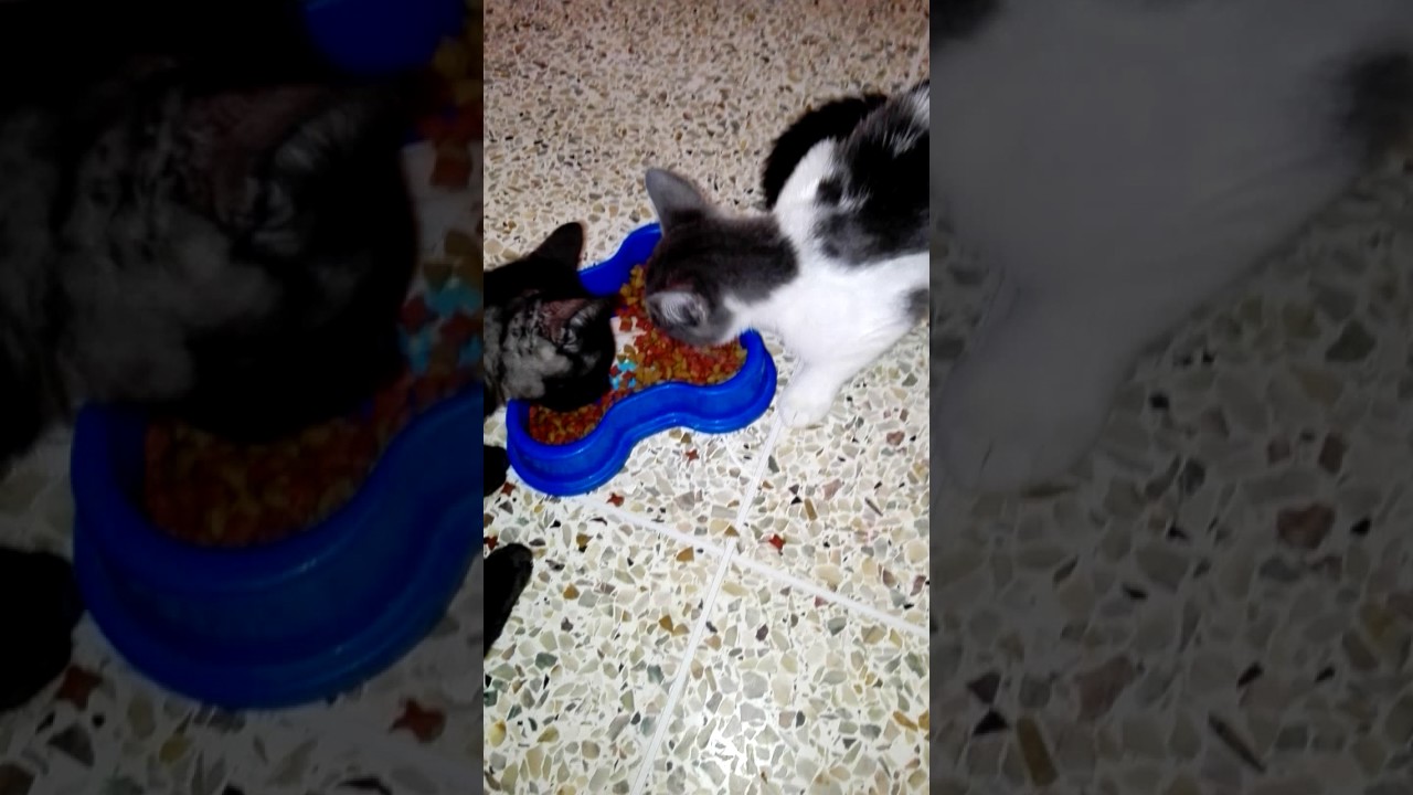 Gatos peleando jajaja como siempre los gatos más peleoneros - YouTube