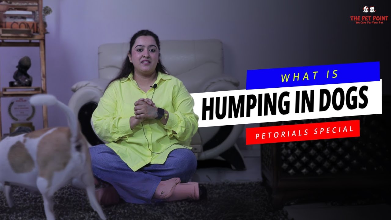 : Understanding Humping in Dogs - YouTube