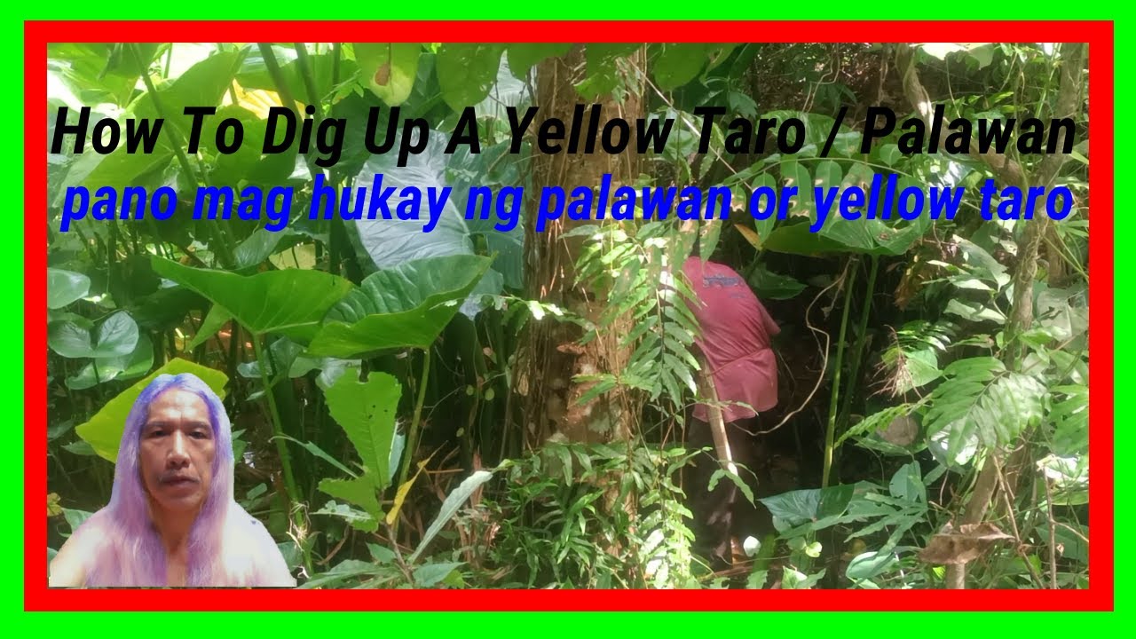 How To Dig Up A Yellow Taro In Palawan - Variety Vlog05 - YouTube
