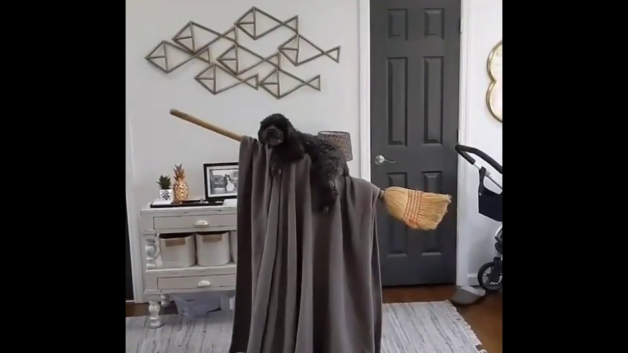 Doggo Becomes a Wizard During Quarantine || ViralHog - YouTube