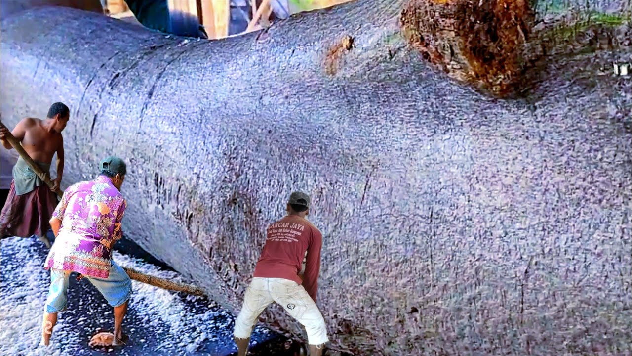 Extraordinary Skills for Sawing and Cutting Cottonwood || #Sawmill ...