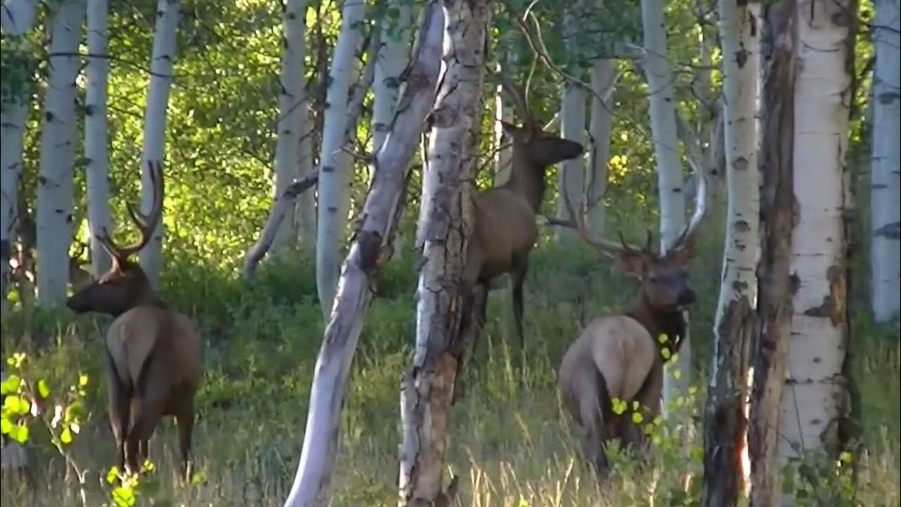 Elk wildlife video, with a spike packing an arrow from another hunter. Elk hunting! - YouTube