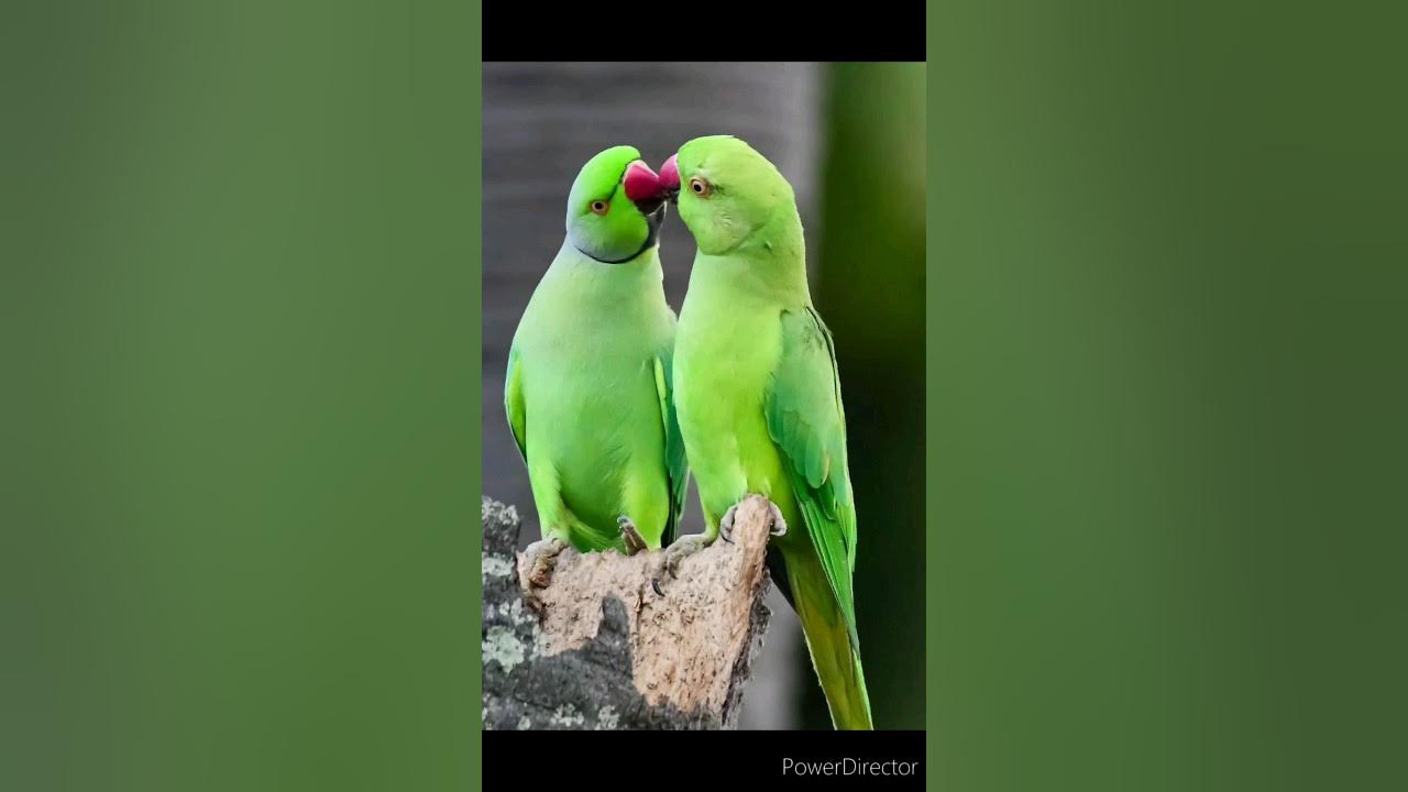 POSITIVE OMEN LOVE BIRDS #birds #green #greenparrots #parrots - YouTube