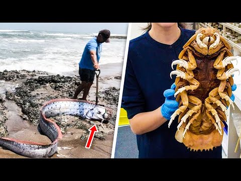 10 Bizarre Creatures Discovered After Tsunamis - YouTube