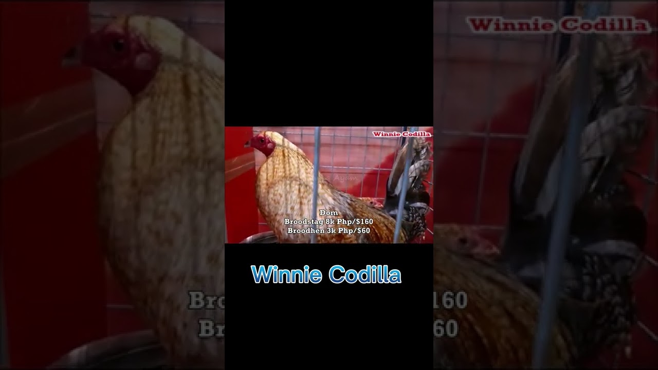Dom Rooster | Winnie Codilla | Poultry Show IGF 2022 #shorts - YouTube