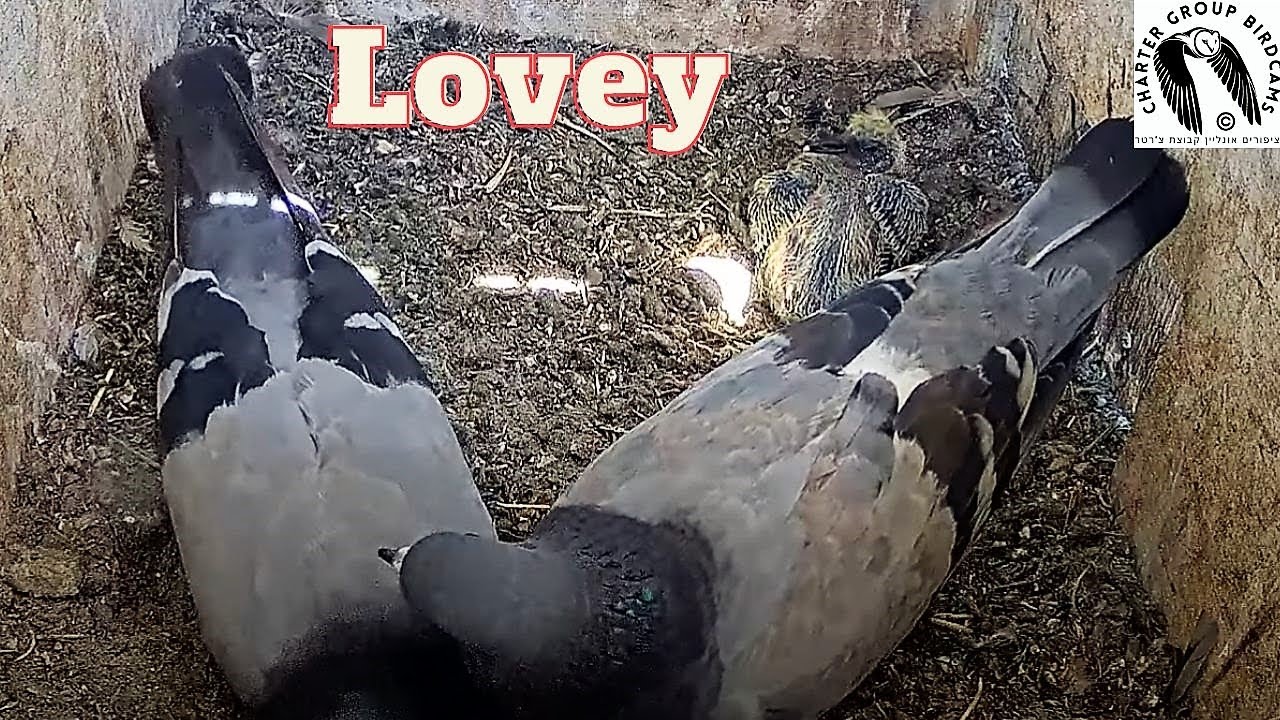 Pigeon Parents Cozy Up Next To Their Cute Baby In Court! - YouTube