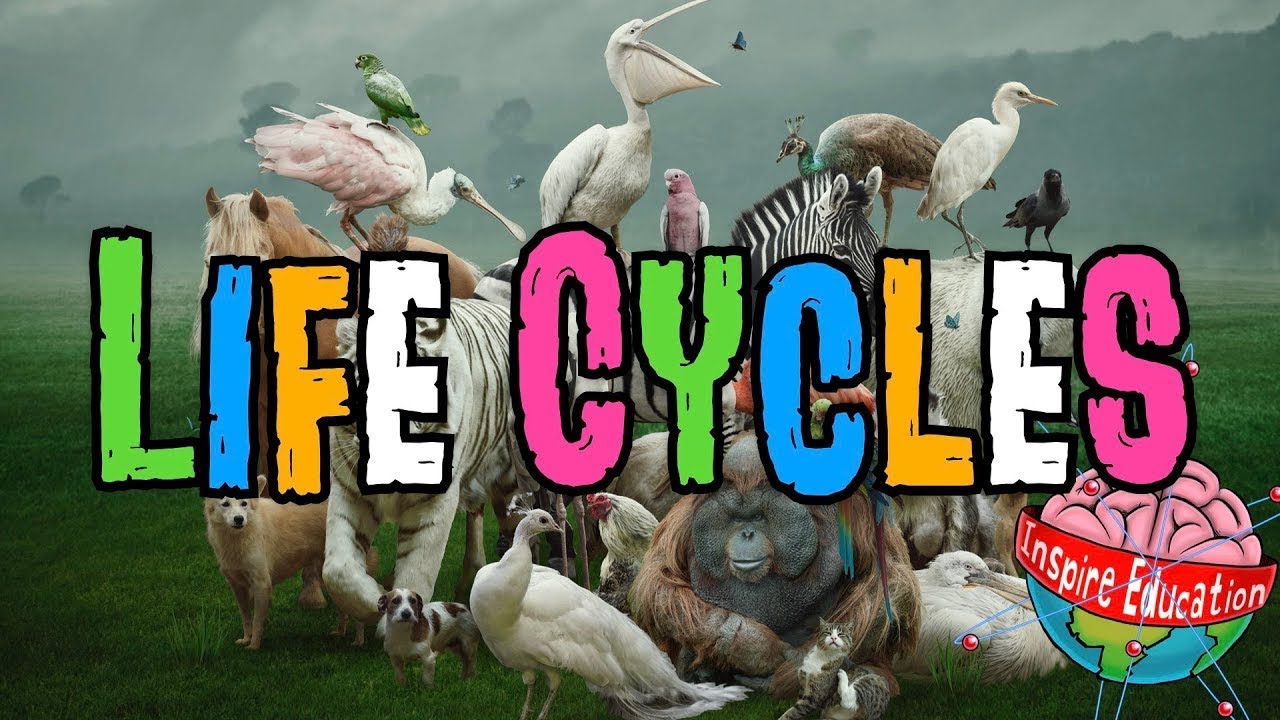Animal Life Cycles - YouTube