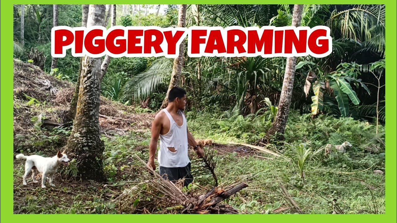 Part 1 for my piggery farming by JOEMAR FARM TV - YouTube