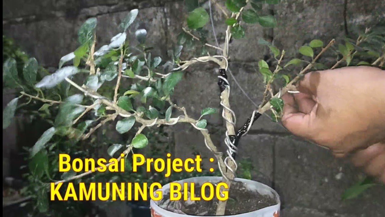 KAMUNING BILOG FOR BONSAI - YouTube