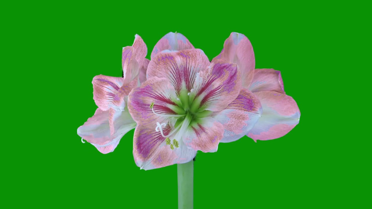 GREEN SCREEN ROSE, FLOWERS|COLORS OF NATURE | Flowers green screen ...