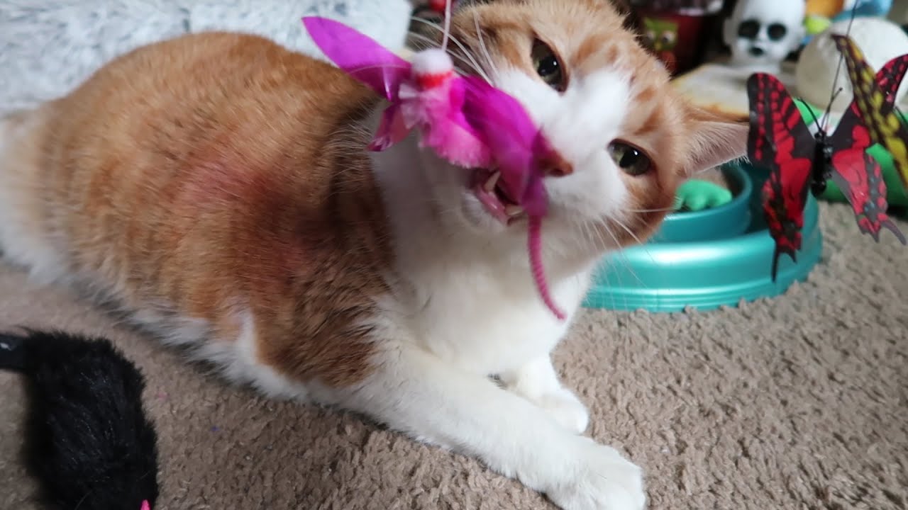 Bugging My Cat - YouTube