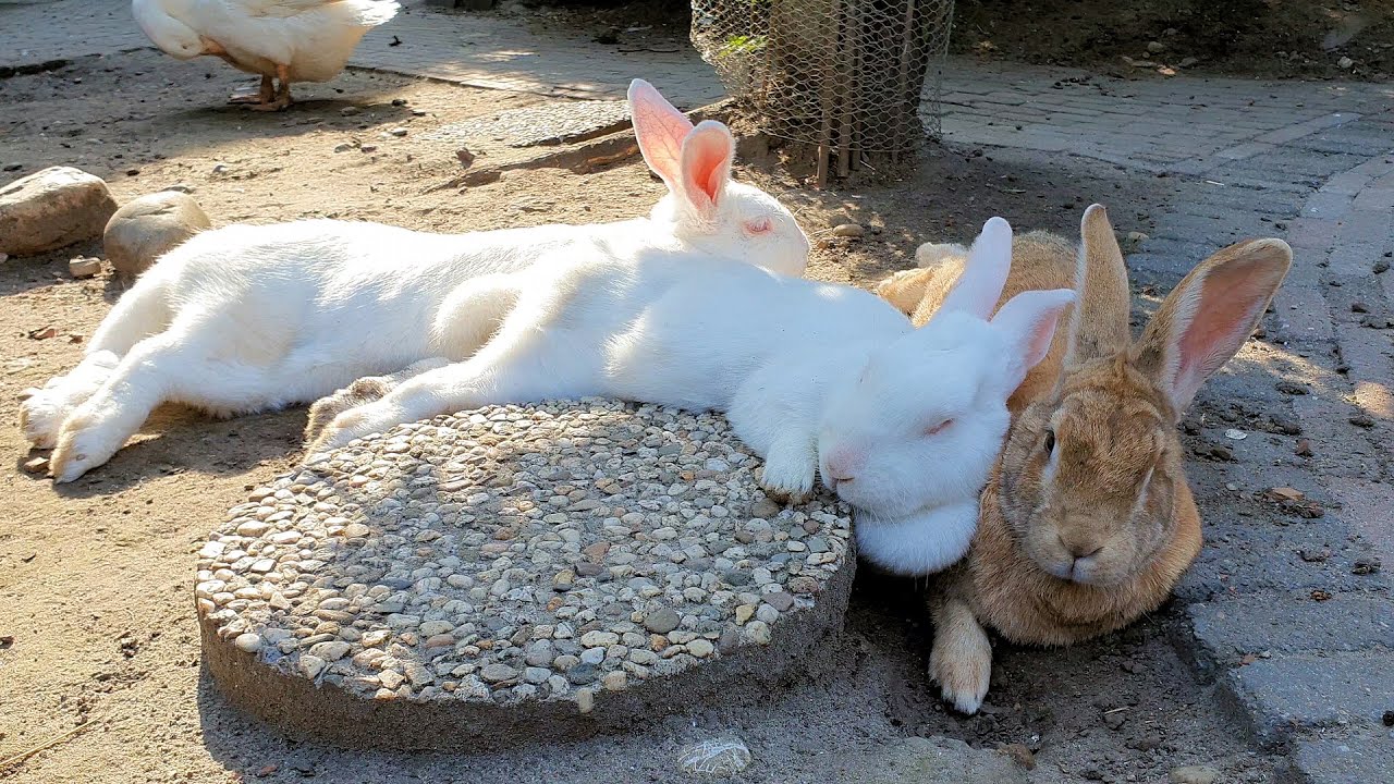 Three Cute Lazy Bunnies - YouTube