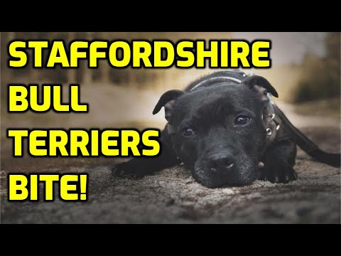 How Strong Is A Staffordshire Bull Terriers Bite? The PSI of Staffy ...