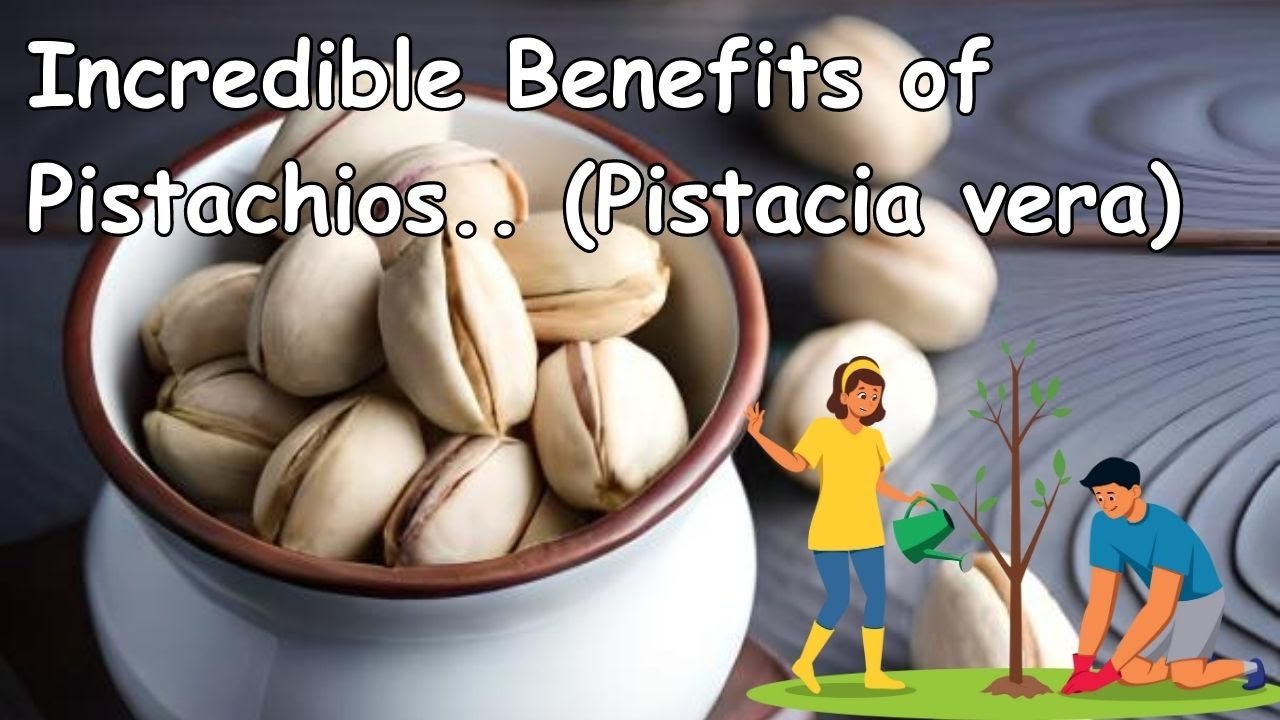Incredible Benefits of Pistachios (Pistacia vera) || Pictachios Picture ...