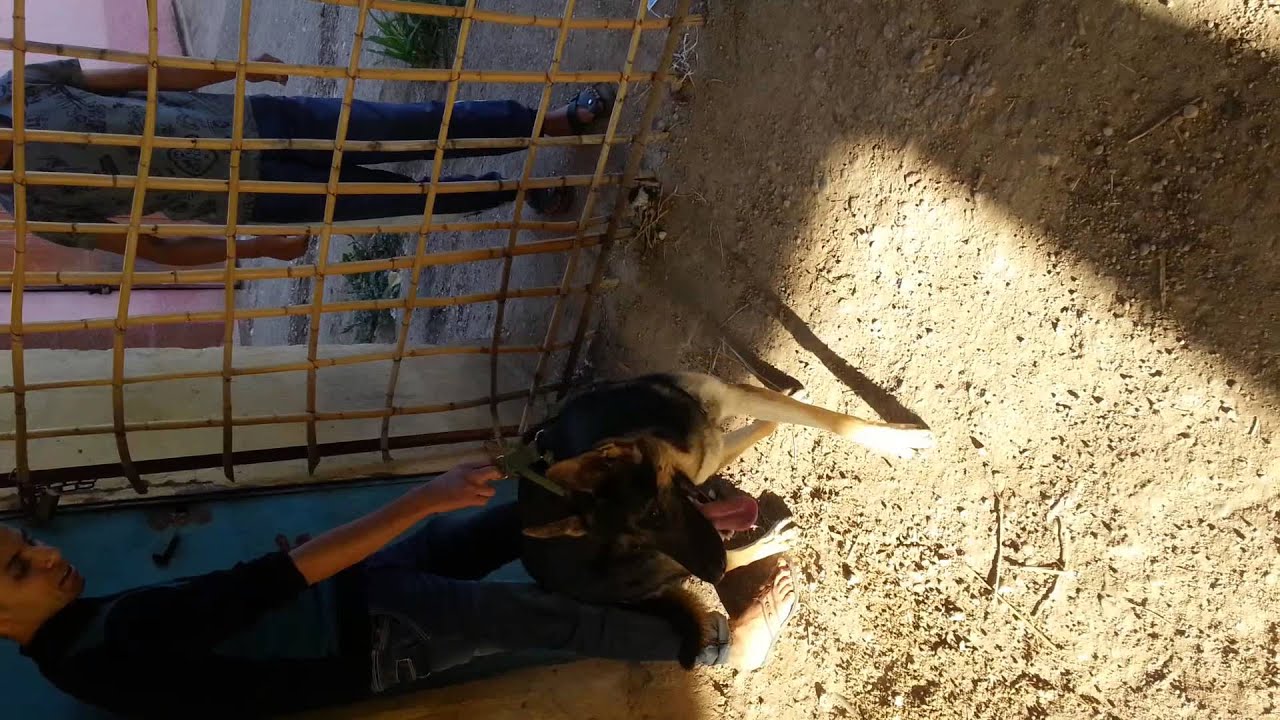 dressage chien attaque 1 - YouTube