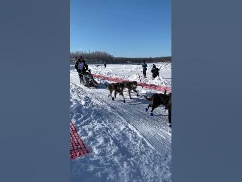 The Junior Iditarod 23' Winner Emily Robinson!! Twice in a row♥️🐾 #husky #alaskanhusky # ...