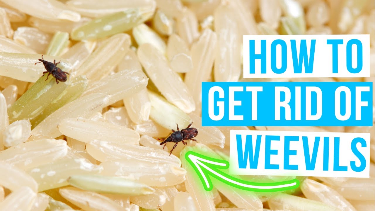 How to GET RID OF WEEVILS in rice or other food - YouTube