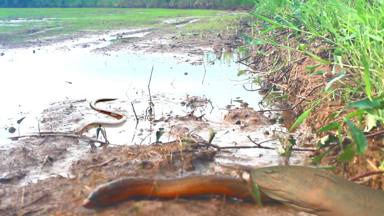 Survival | Skilled Boy Eel Fish Searching Under Mud by Hand | Amazing ...