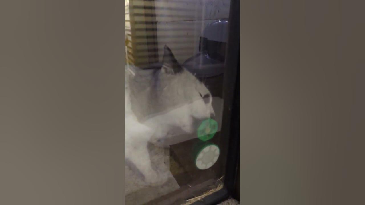 Lucy loving those cat nip balls!!! @cinnabuncookie - YouTube