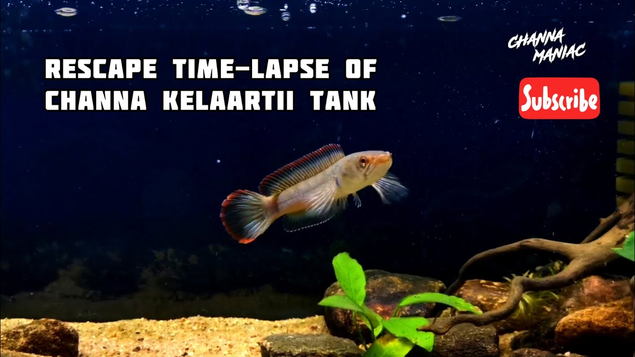 Re scape Of Channa kelaartii / Dwarf Snakehead Tank ️ Time-Lapse - YouTube