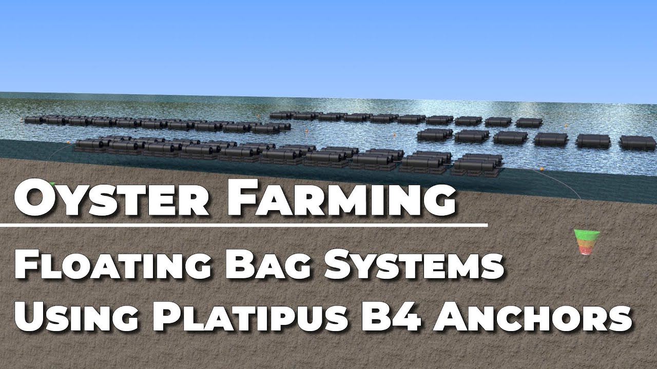 Oyster Farming - Floating Bag Systems Using Platipus B4 Anchors UK ...