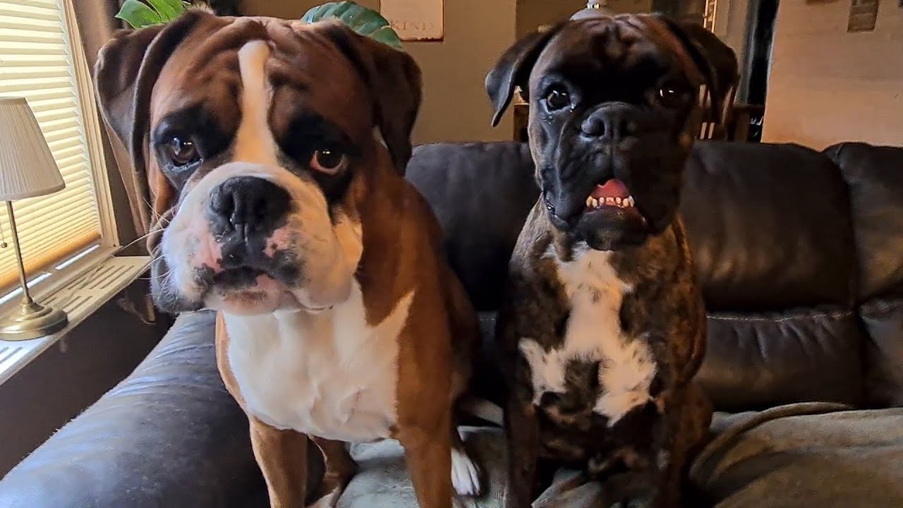 Is Mmm In Dogs Contagious