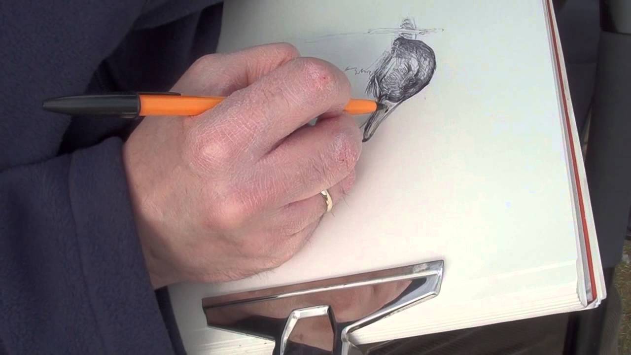 Sketching a mallard drake from life - YouTube