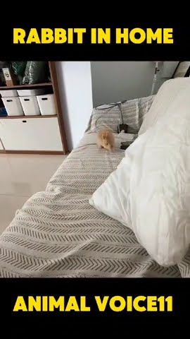 Rabbit in Home This Cute Little Rabbit 🐇 Loves to Laugh While Being ...