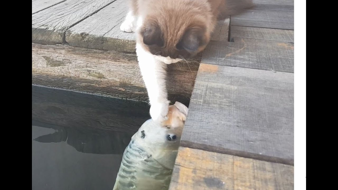 Cat Touching Jumbo Koi Fish - YouTube