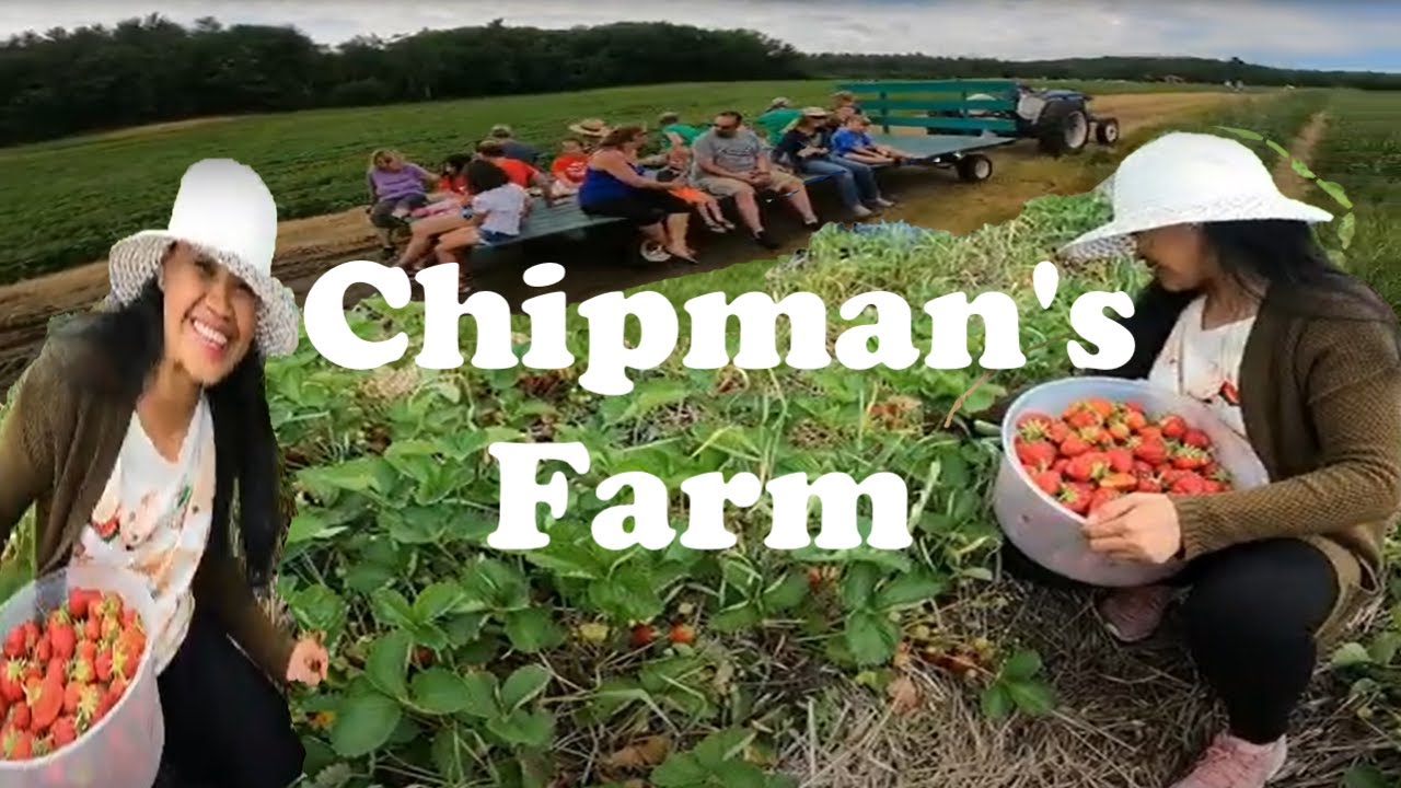 Great Place for U-Pick Strawberries At Chipman's Farm - YouTube