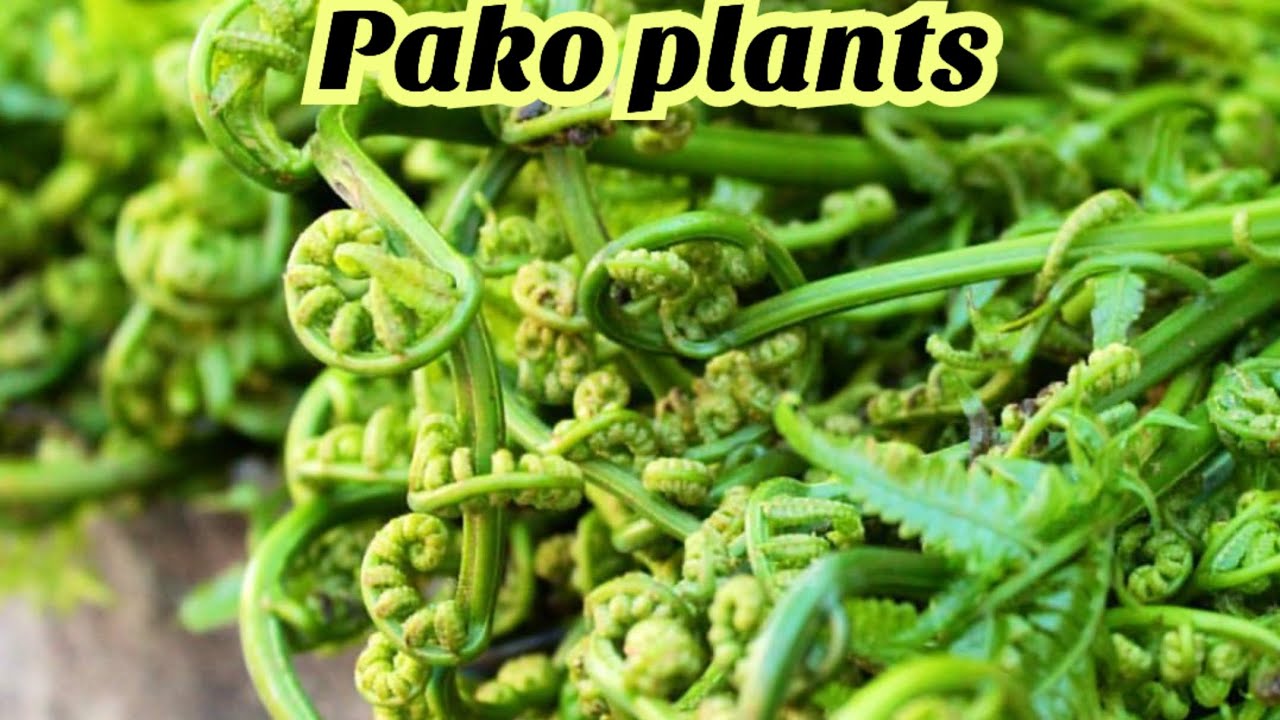 "Grabi masarap pala ang Pako?|pako plants|#byaherongvlogger #food # ...