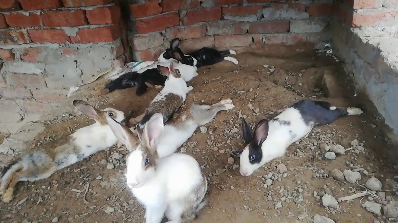 Rabbits Home Farming |lovely pets| AB MANAN |Village like rabbits house ...