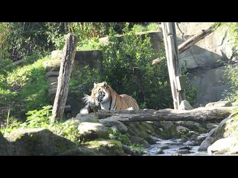 Tiger feed at Chester Zoo - YouTube