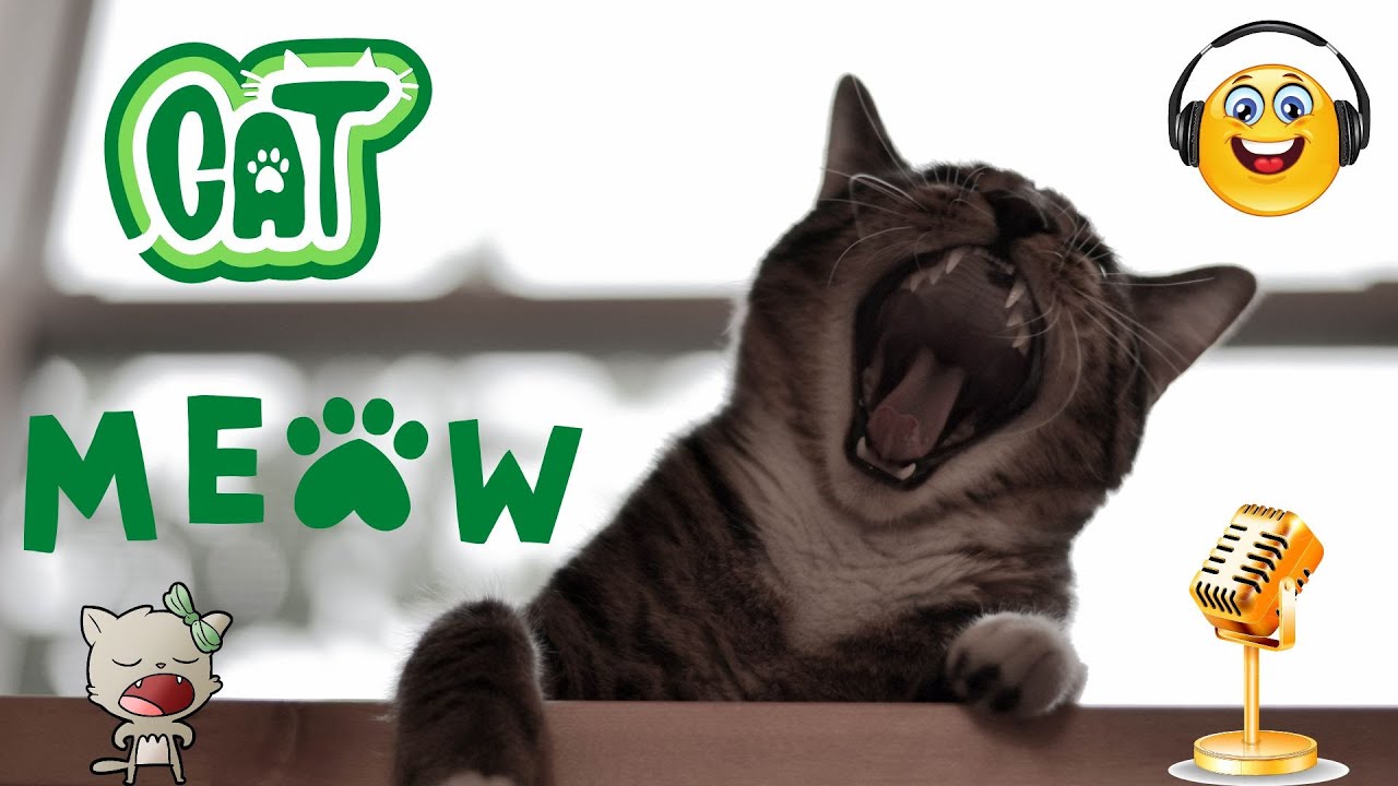 Cute cats meowing 😍 Funny video cat meow | Best Pet sound | Cat meows ...