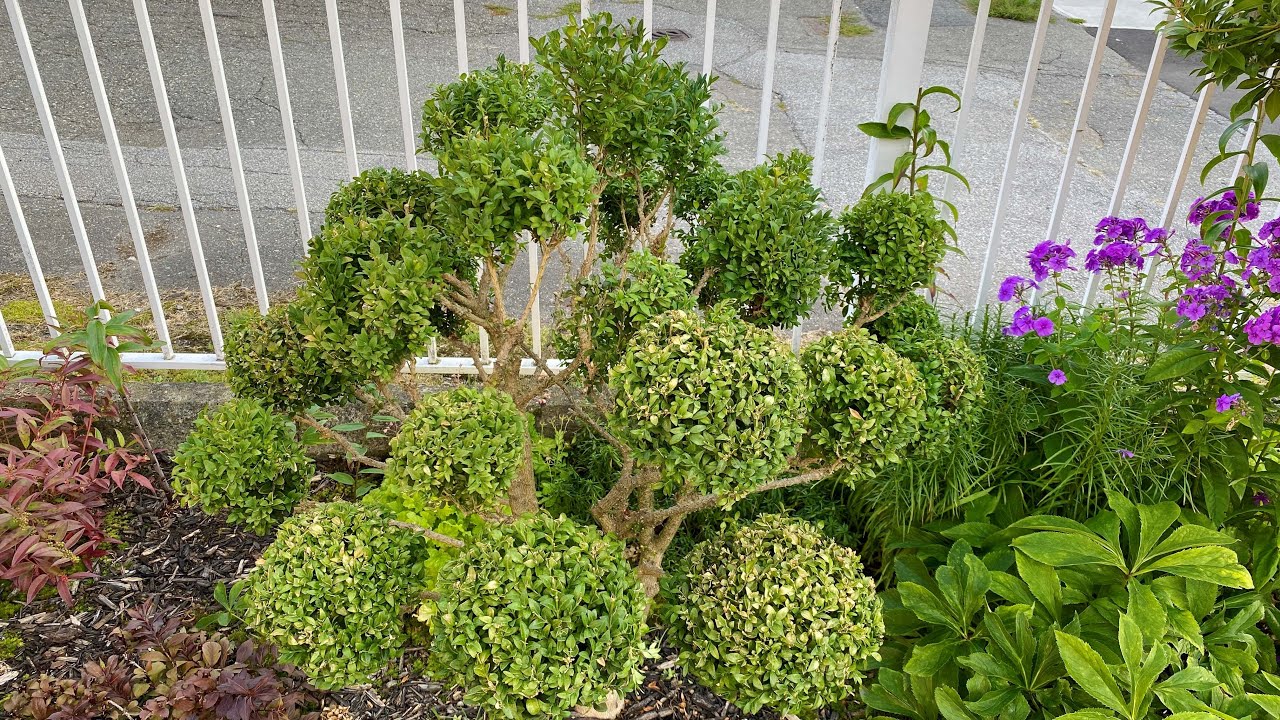 Cloud Pruning #3 Of 3 For A Large Boxwood (4K) - August 31, 2024 - YouTube