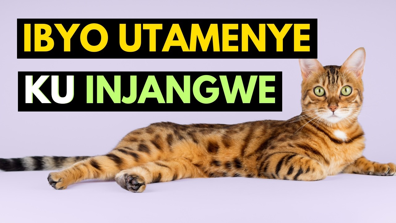 INJANGWE / IPUSI Inyamaswa y'inkazi abantu bakunda cyane - YouTube