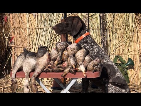 Duck hunting with my German Shorthair Pointer - YouTube