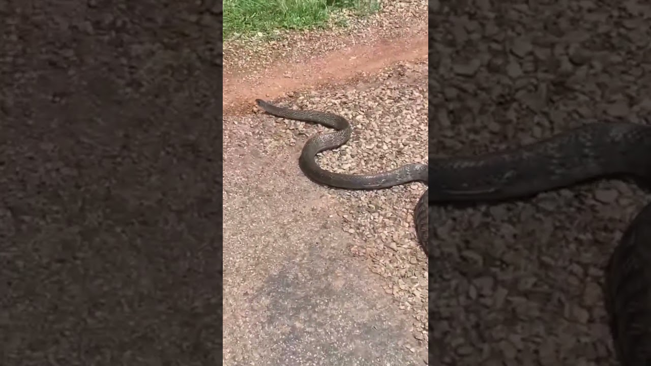 Helping an injured snake from the road accident. - YouTube