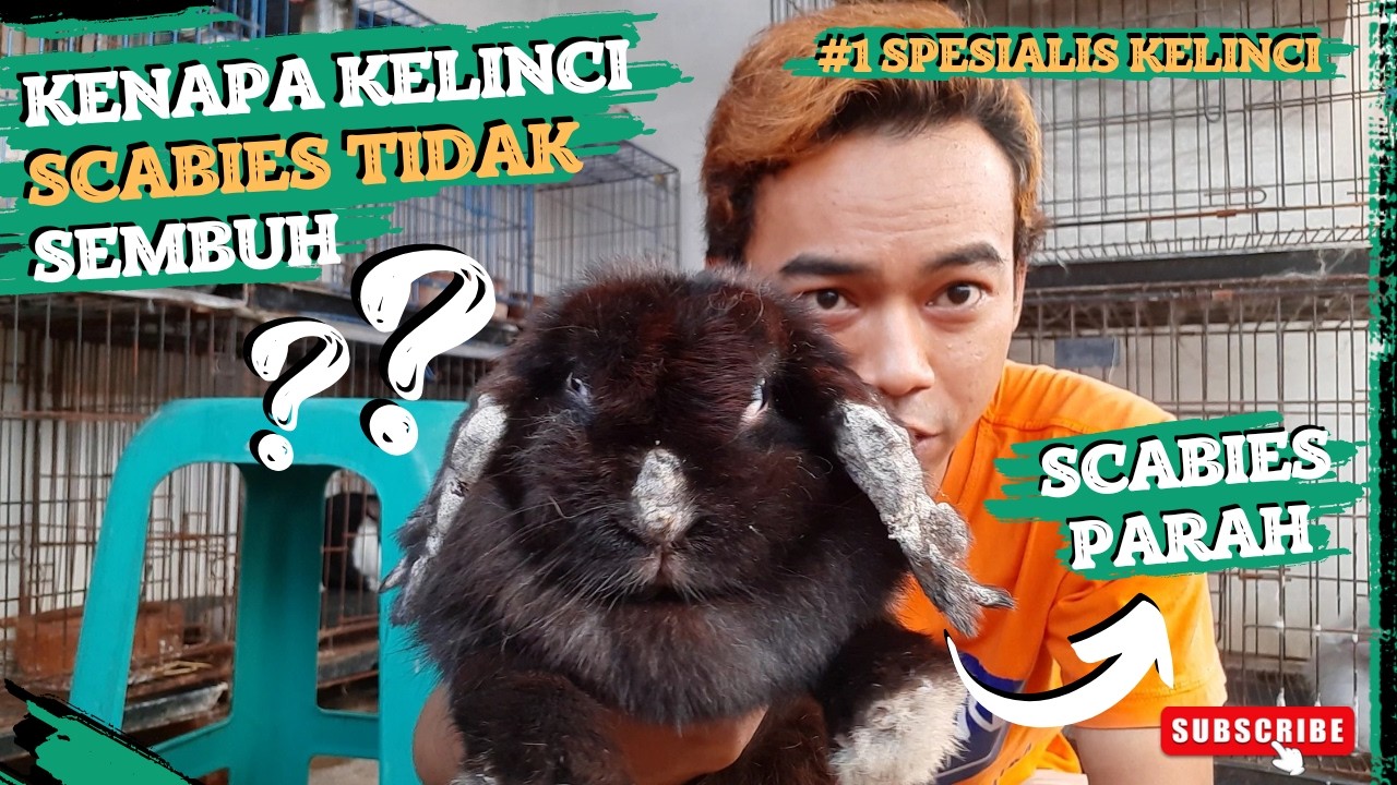 KENAPA SCABIES TIDAK SEMBUH ? BAGAIMANA CARA MENGATASI SCABIES PADA ...