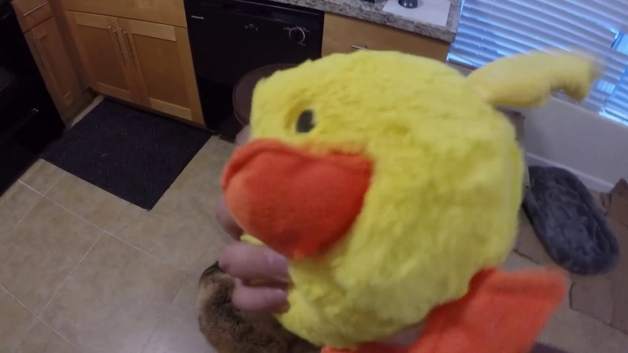 Loki got a baby chick / duck toy - YouTube