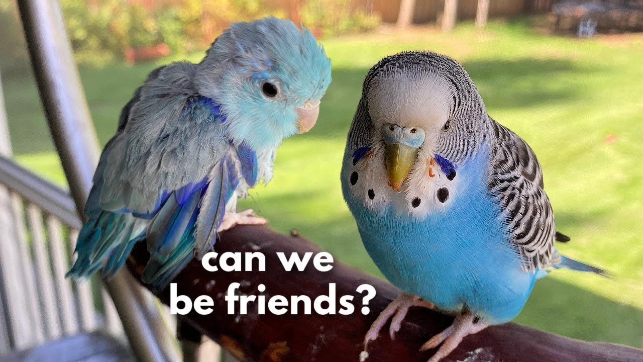 Bluee meets Berry!!! | The first time my two birds meet each other ...