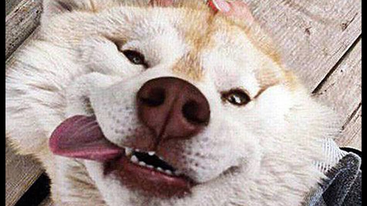 The best of funny - Relax time - YouTube