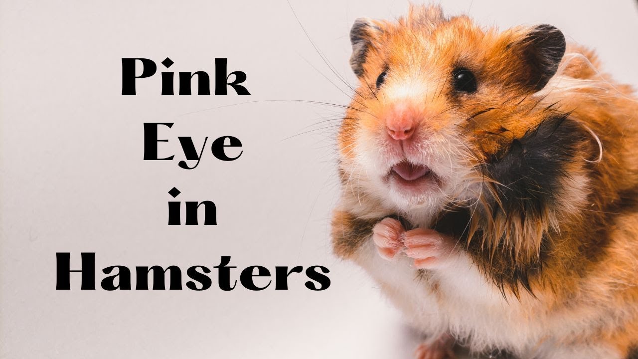 Pink Eye in Hamsters Latest Updated Explained Video - YouTube