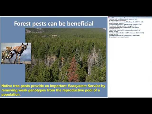 Hemlock Taiga Coniferous Forest | Definition & Facts | Britannica
