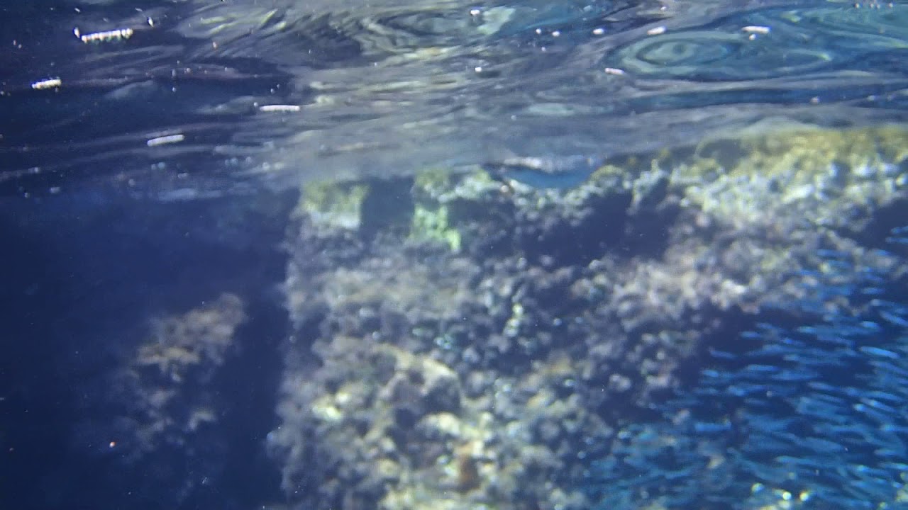 Cormoran & Lichia fishing together in Alonissos - YouTube