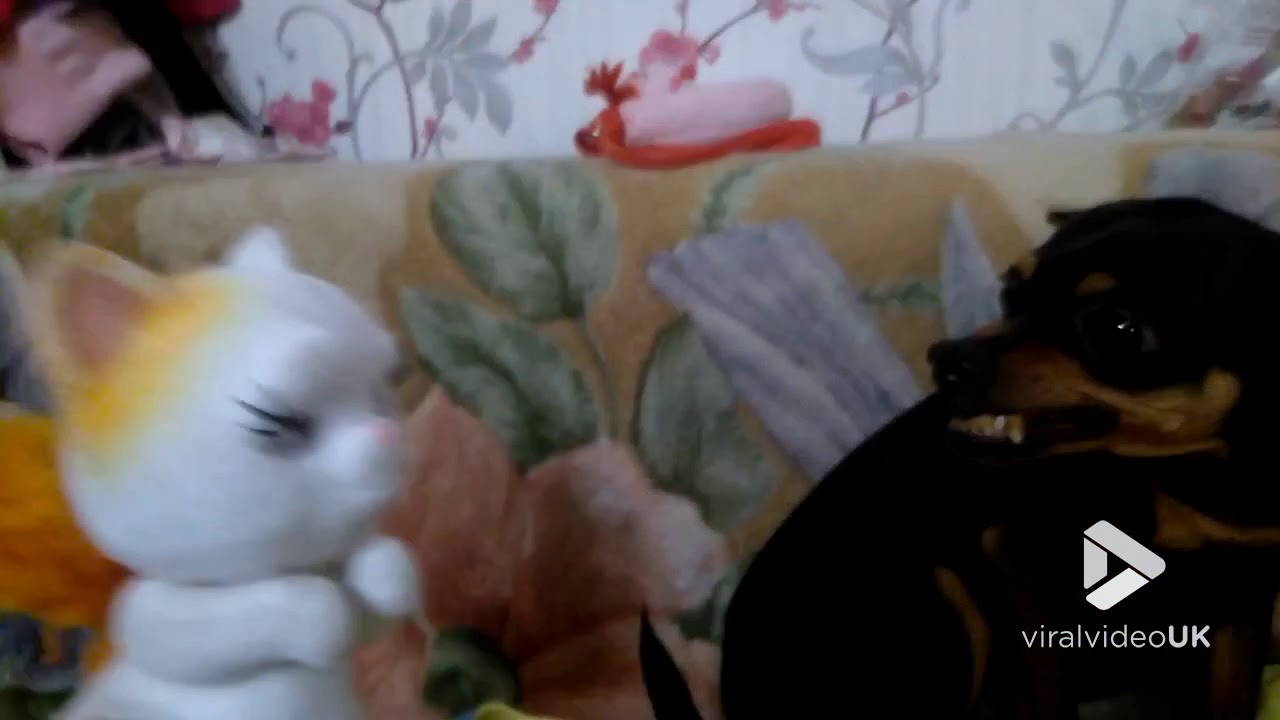 This dog is possessed by Satan || Viral Video UK - YouTube