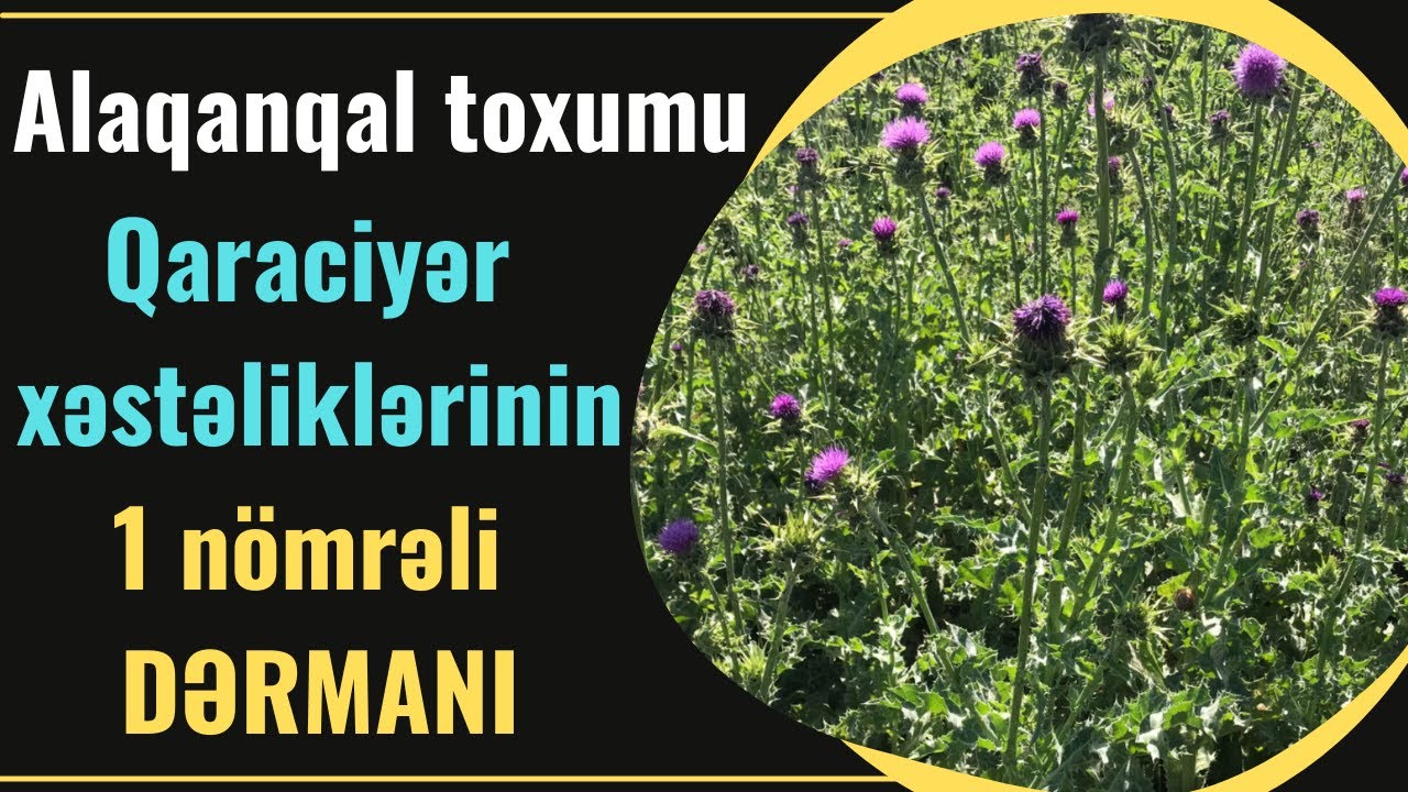 Bu bitki Qaraciyərin dərmanıdır, Təmizləyir, Müalicə edir, Həyat verir ...